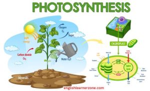 Photosynthesis Keywords and Definitions: Important Vocabulary – English ...