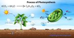 Photosynthesis Keywords and Definitions: Important Vocabulary – English ...